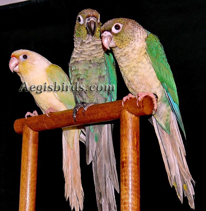 Mutation Greencheeks